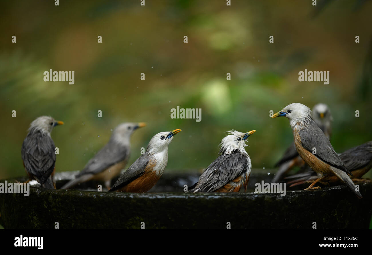 The chestnut-tailed starling or grey-headed myna is a member of the ...