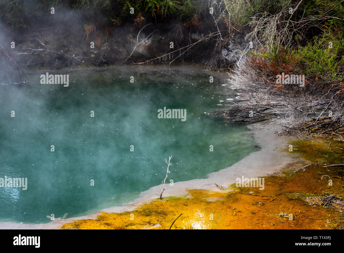 Boiling hot springs in the Rotorua volcanic area in New Zealand Stock ...