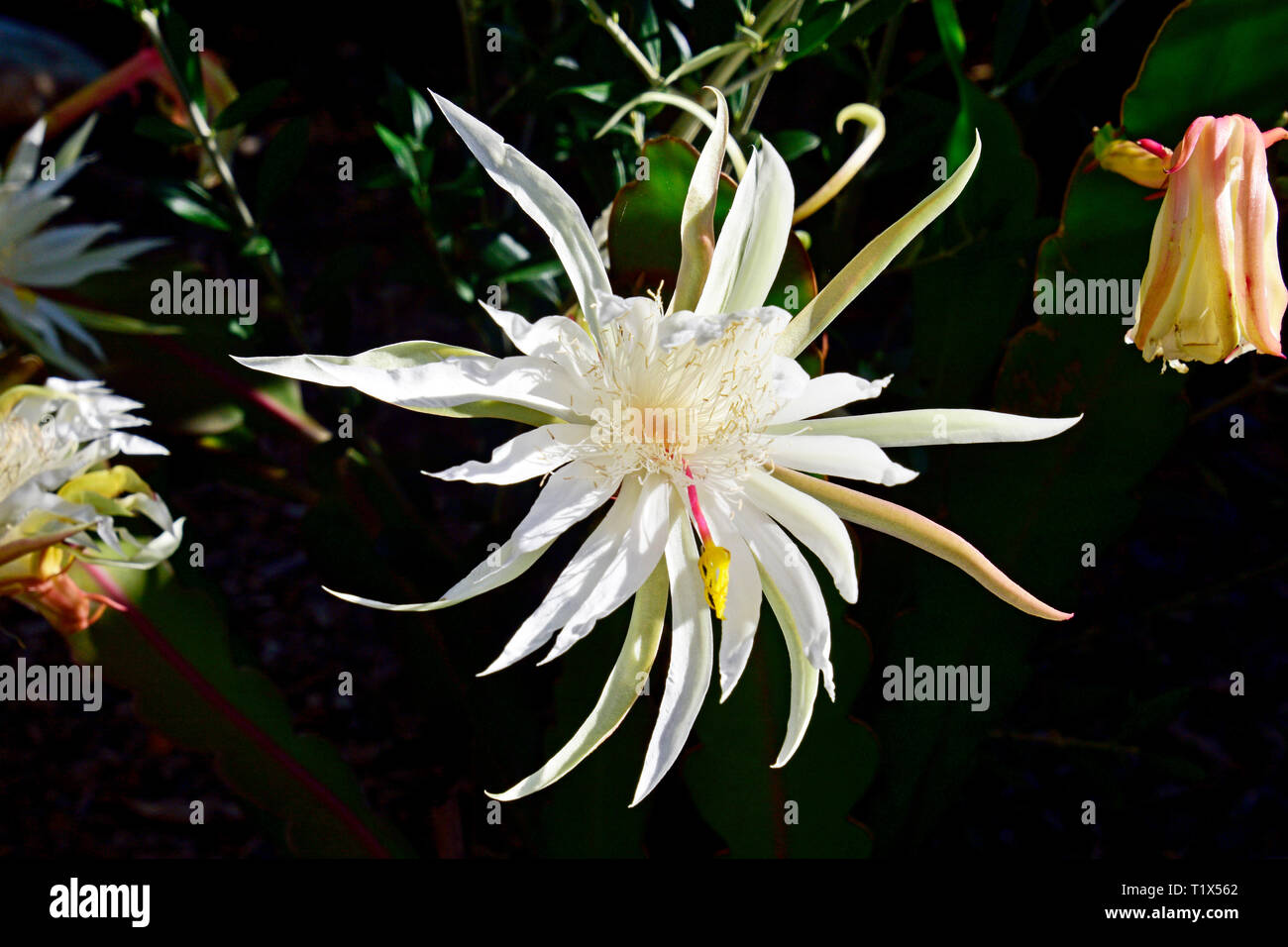 Flora of australia hi-res stock photography and images - Alamy