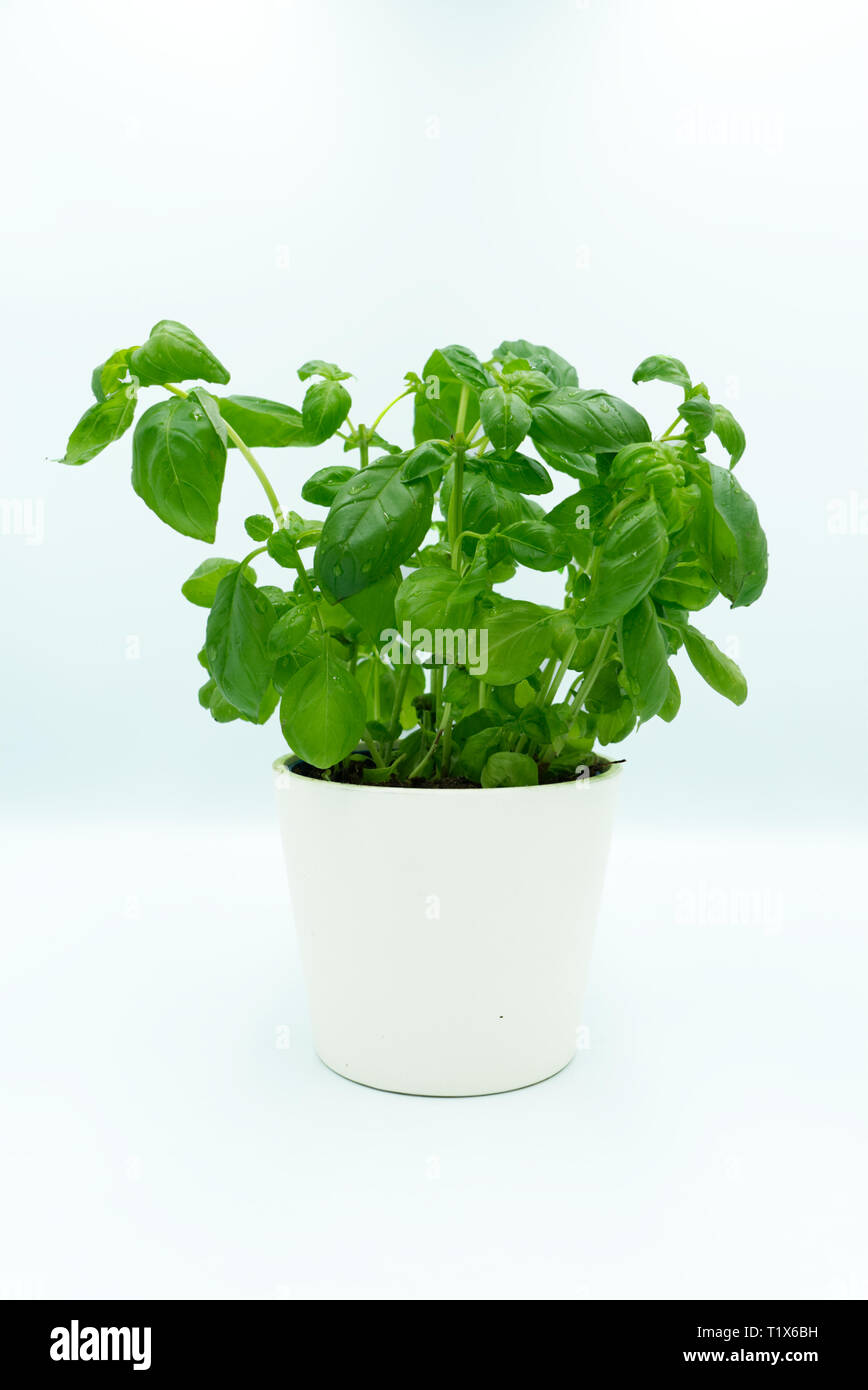 sweet basil plant on white pot with white background Stock Photo - Alamy