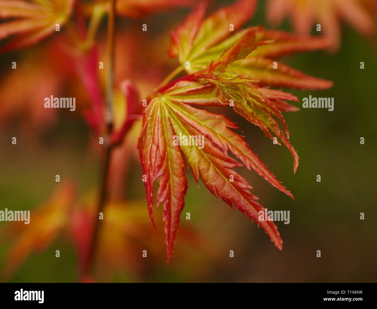 Closeup of fresh new spring leaves of Japanese maple tree Stock Photo ...
