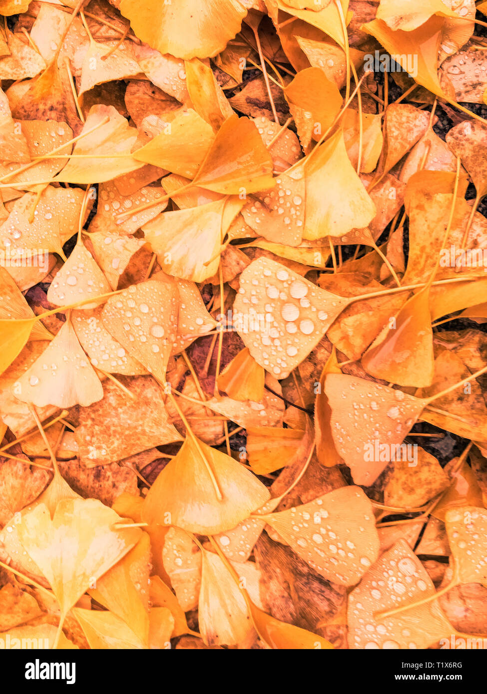 Fall season, weather and environment concept - Autumn leaves and trees ...