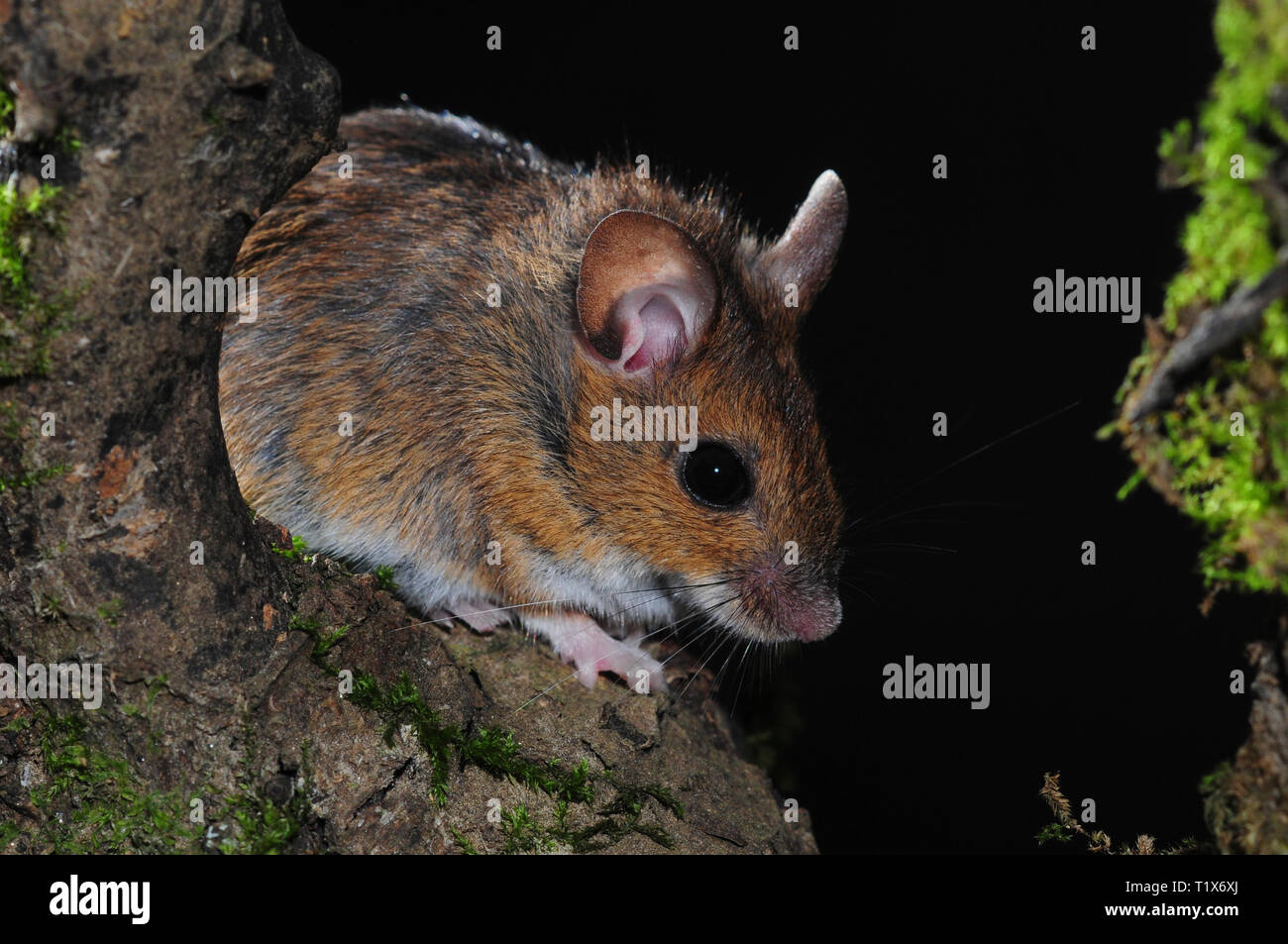 wood mouse apodemus sylvaticus Stock Photo - Alamy