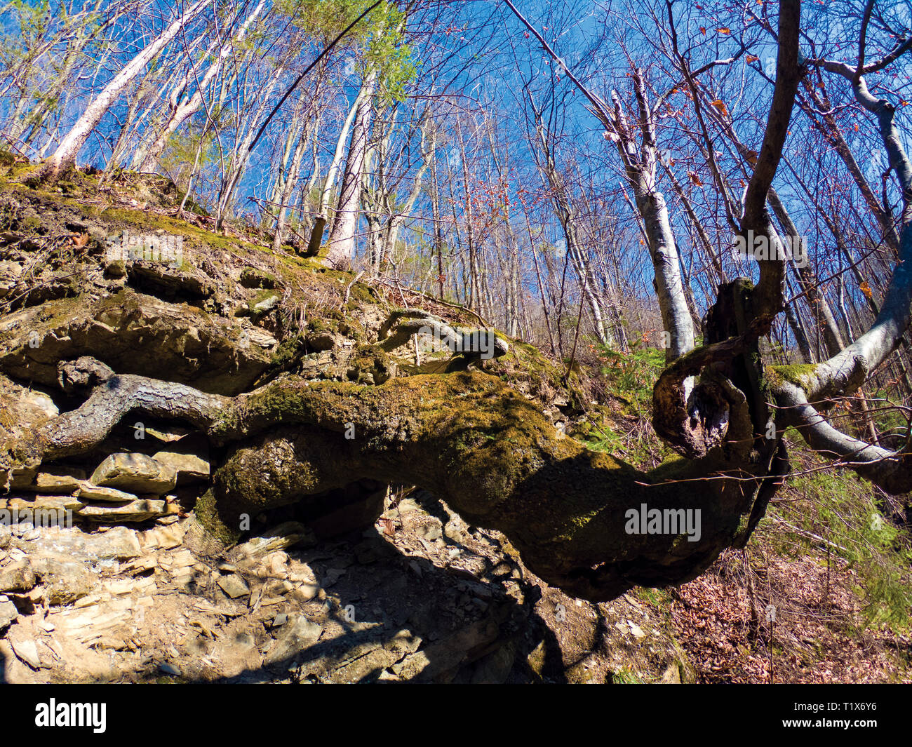 Deep Into The Forrest High Resolution Stock Photography and Images - Alamy