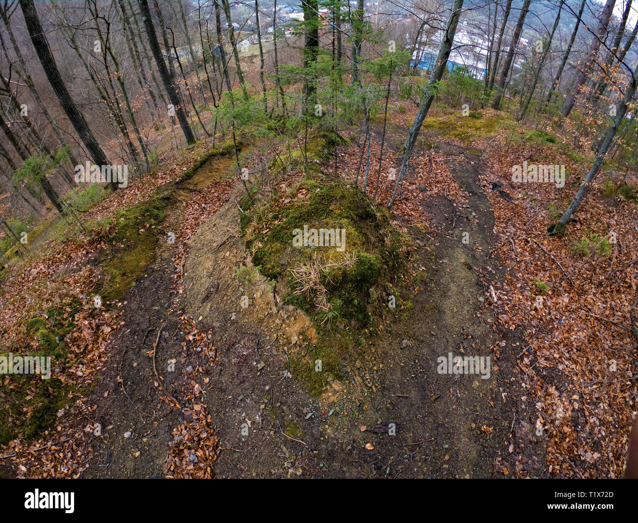 Deep Into The Forrest High Resolution Stock Photography and Images - Alamy