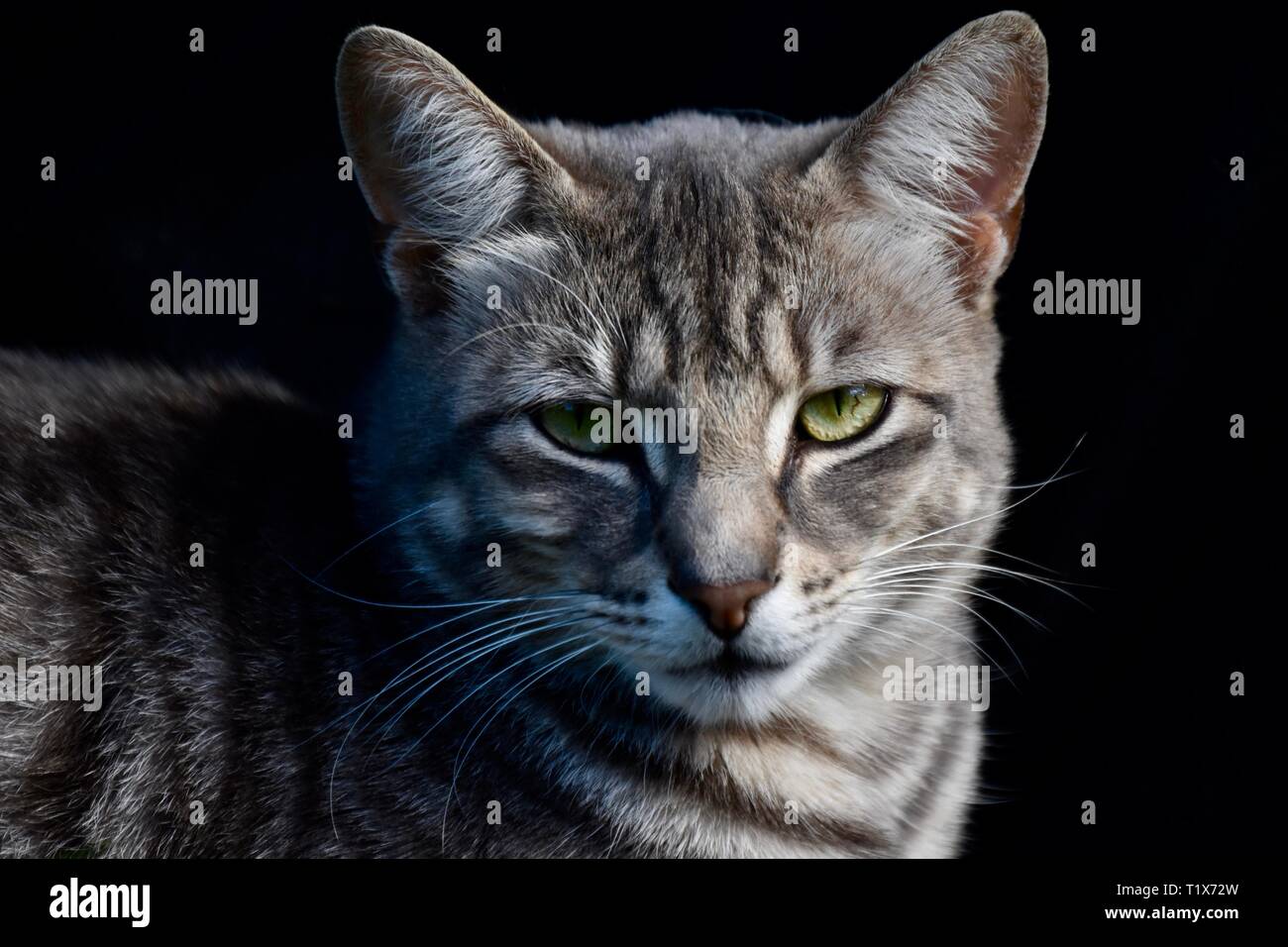 Grey tabby tomcat Stock Photo - Alamy