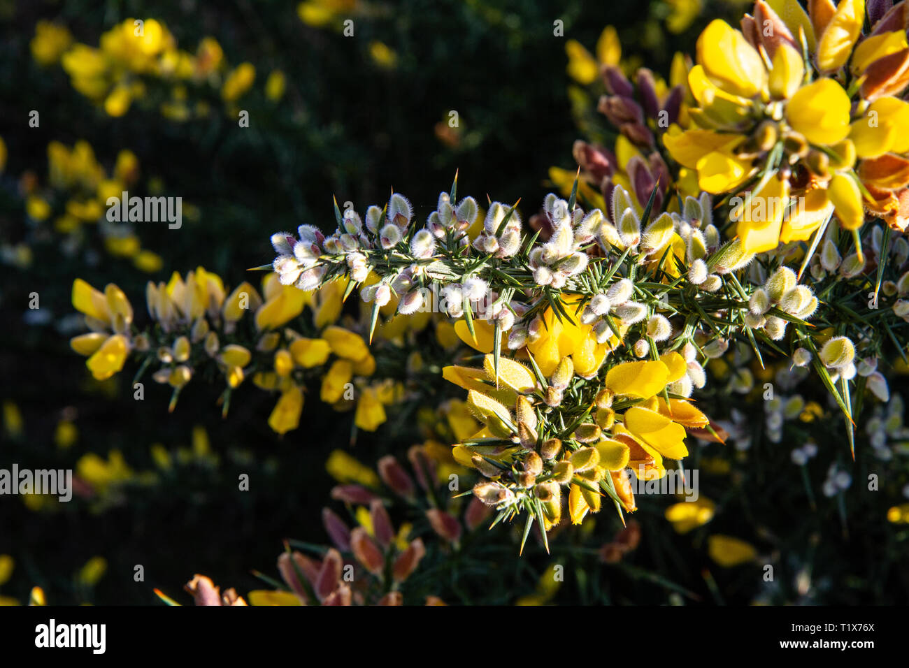 Gorse field hi-res stock photography and images - Alamy