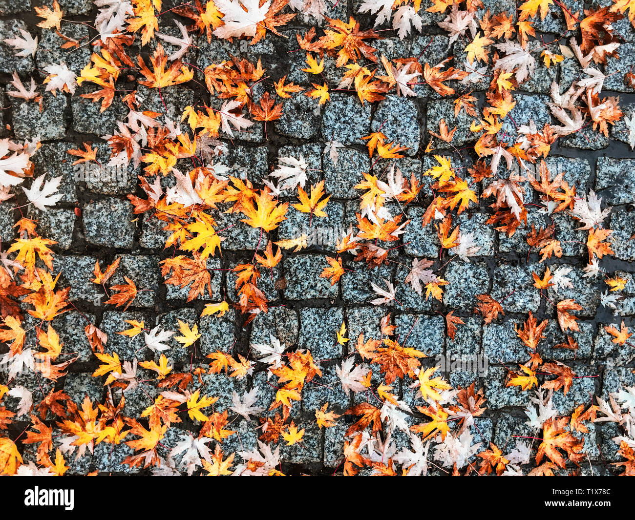 Fall season, weather and environment concept - Autumn leaves and trees ...