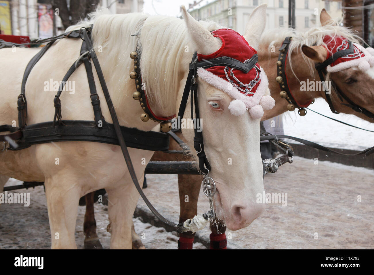 Albino horse hi-res stock photography and images - Alamy