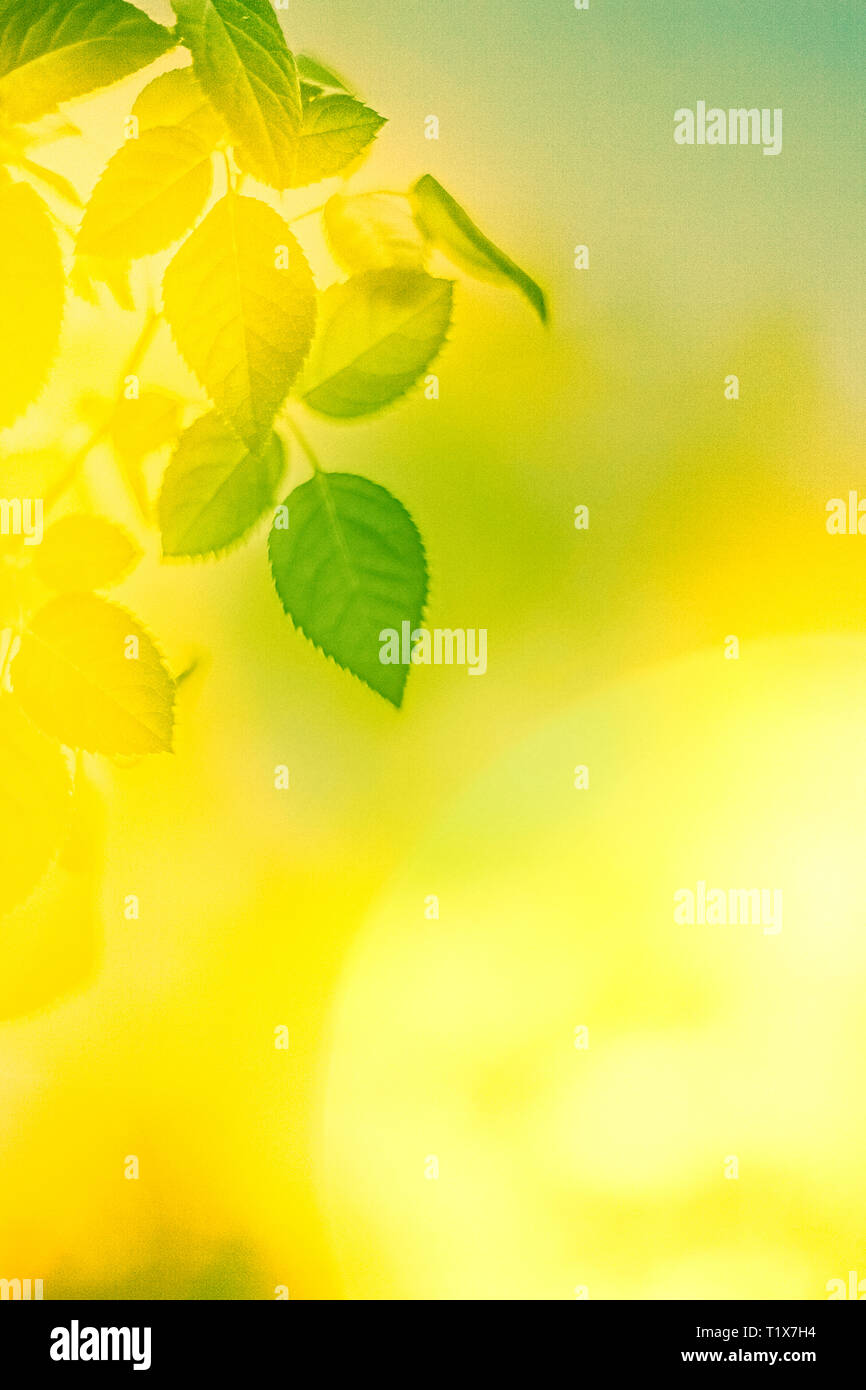 Fresh leaves and sunlight in spring - saving nature, healthy ...