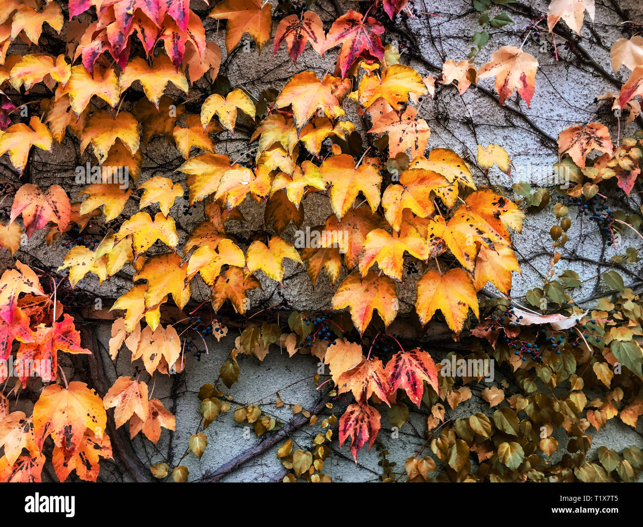 Fall season, weather and environment concept - Autumn leaves and trees ...
