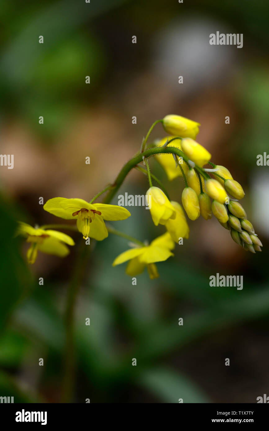 Epimedium × perralchicum Wisley,yellow,flowers,woodland,perennials ...