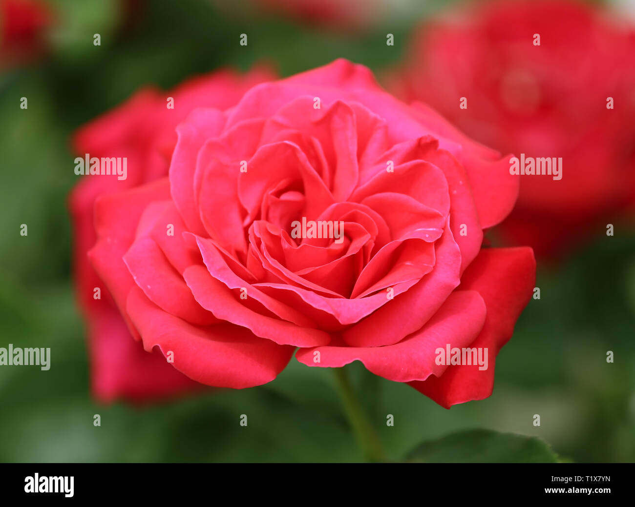 Macro shot of a single bright pink or light red rose in full bloom with ...