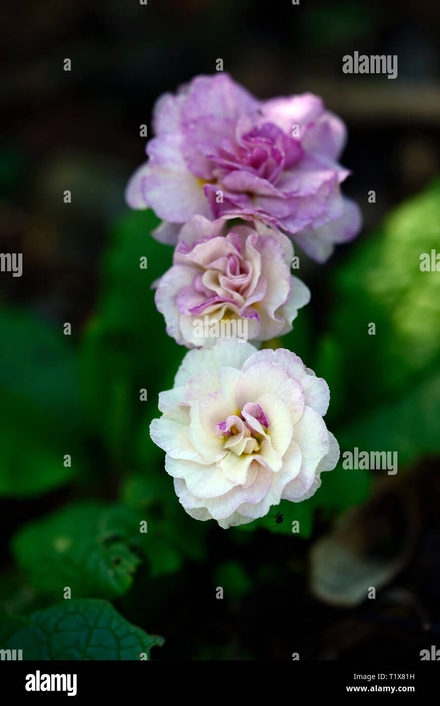 Primula vulgaris Belarina Pink Ice, primrose,primroses,pink,white ...