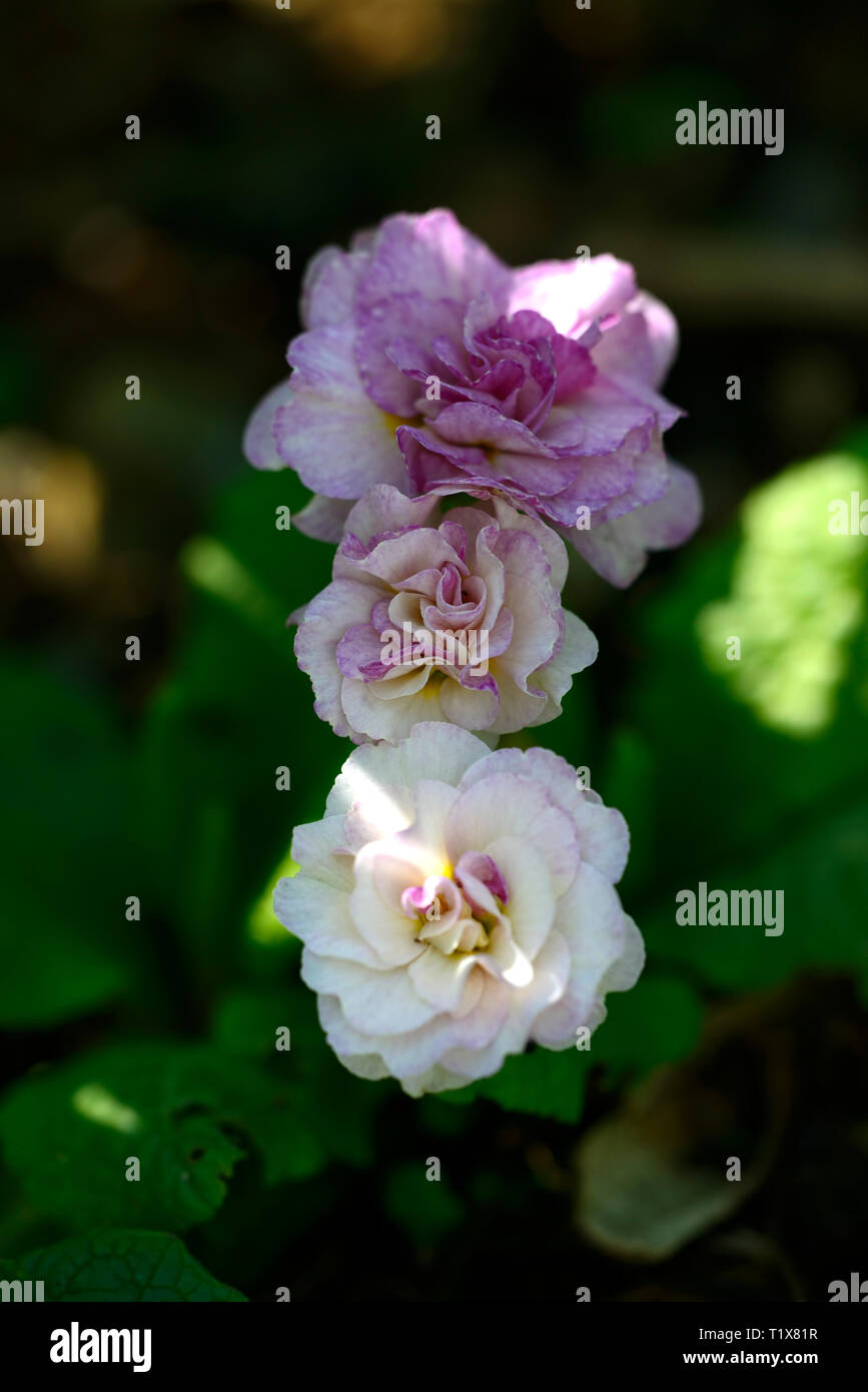 Primula pink ice hi-res stock photography and images - Alamy