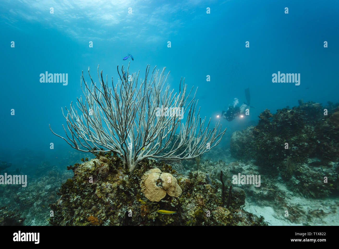 Branching Soft Coral