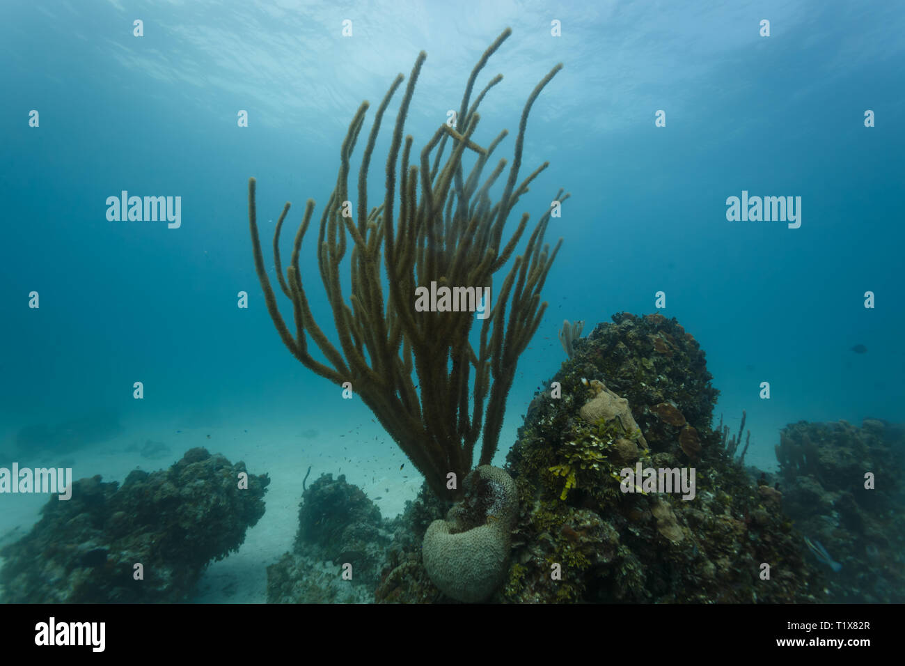 Branching Soft Coral