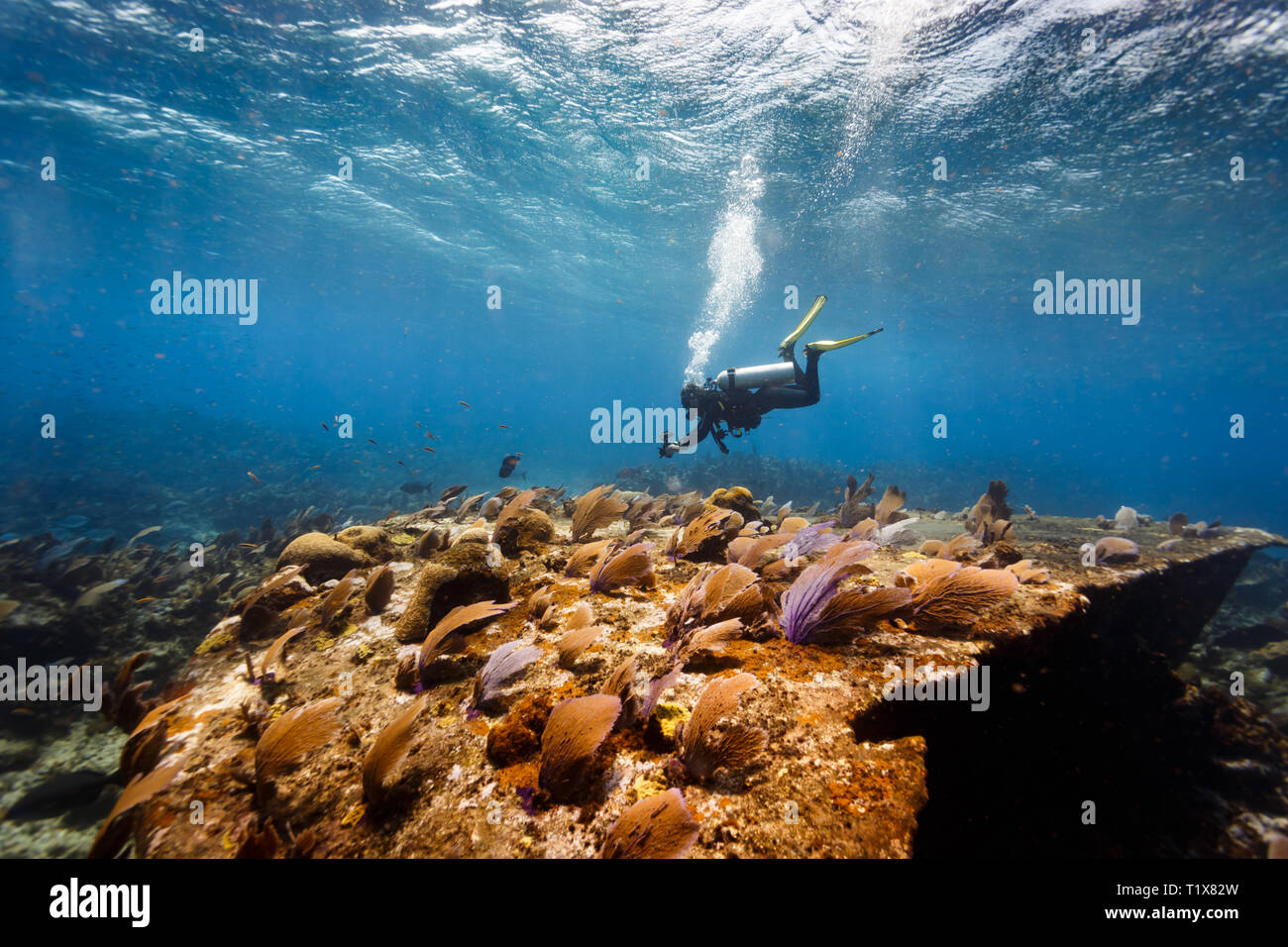 Common sea fans hi-res stock photography and images - Alamy