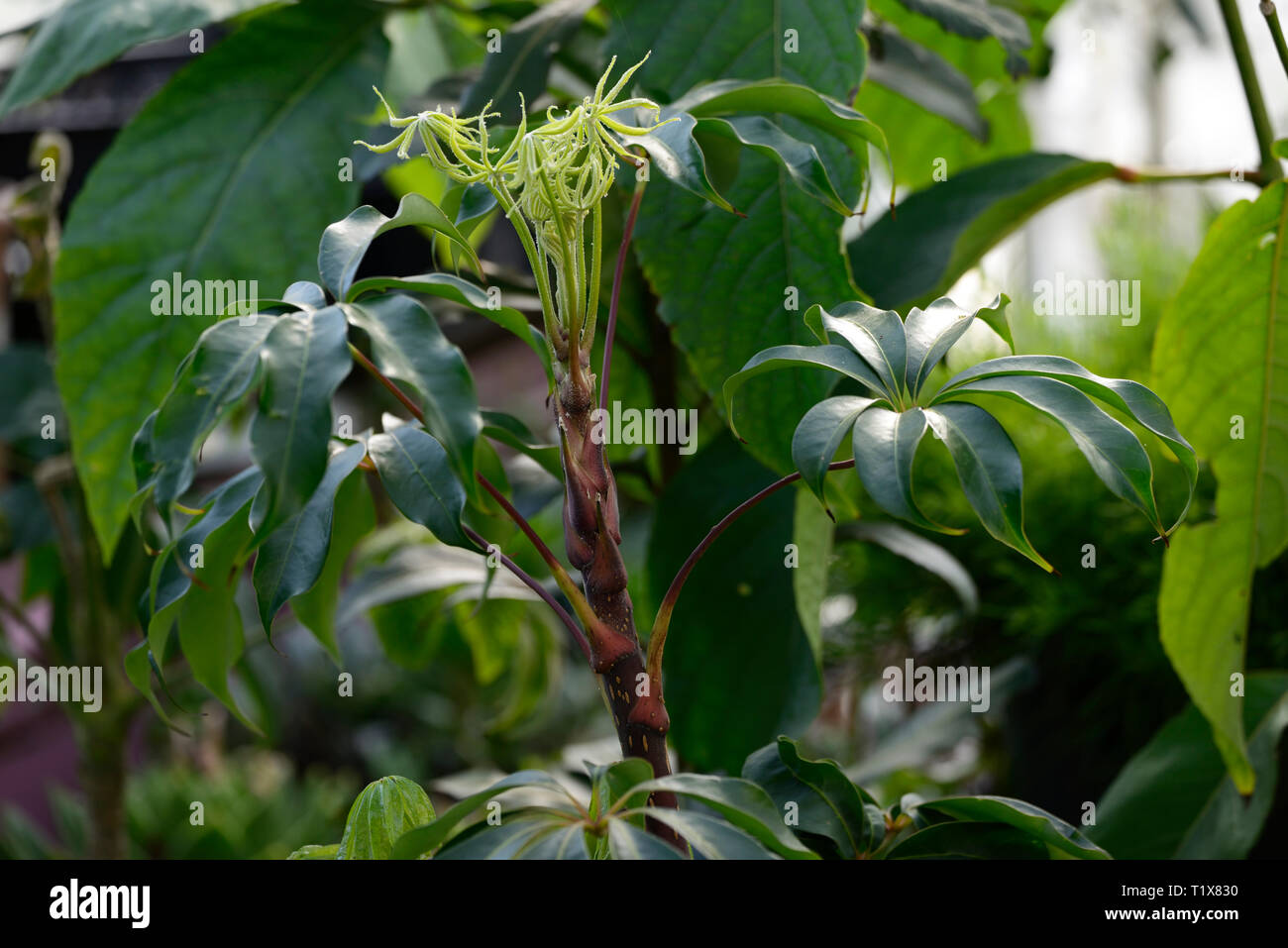 schefflera shweliensis,foliage,leaves,red,stem,stems,stemmed,tree,shrub ...