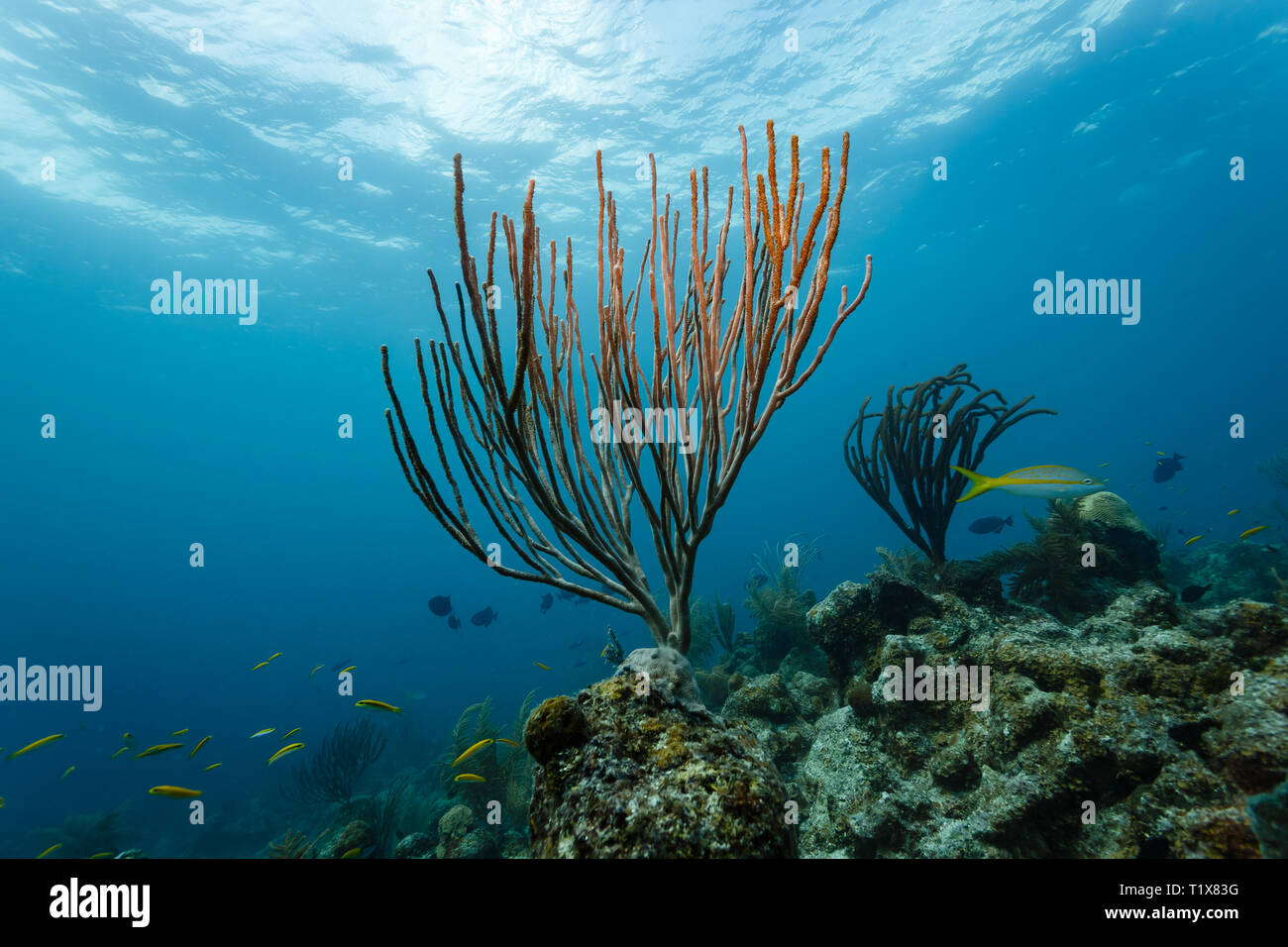 Branching sea whip hi-res stock photography and images - Alamy