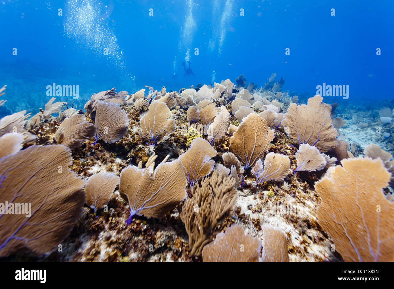 Common Sea fans, Gorgonia ventalina, with purple stems bent over by ...