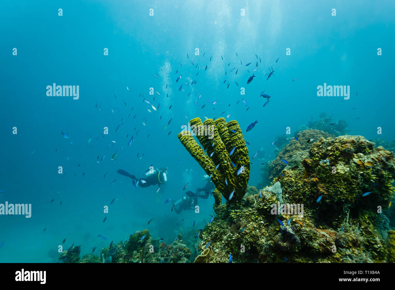 Green tube sponge Aplysina fistularis, and blue fish with scuba divers ...