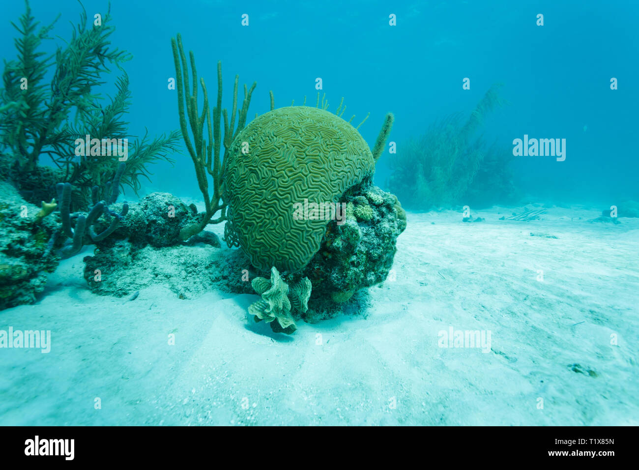 Diploria labyrinthiform hi-res stock photography and images - Alamy