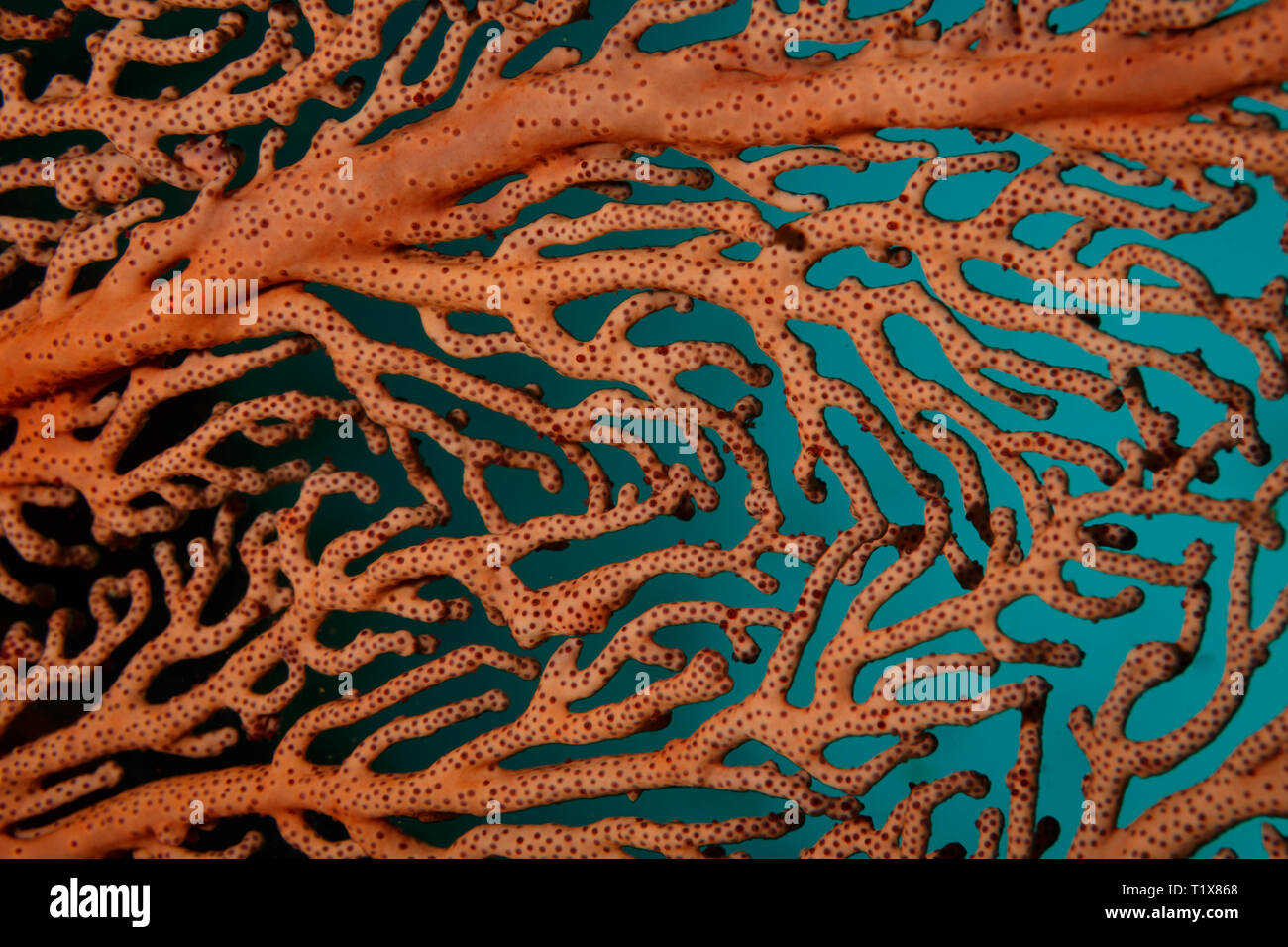 Closeup of red fire coral millepora dichotoma branches with bright ...