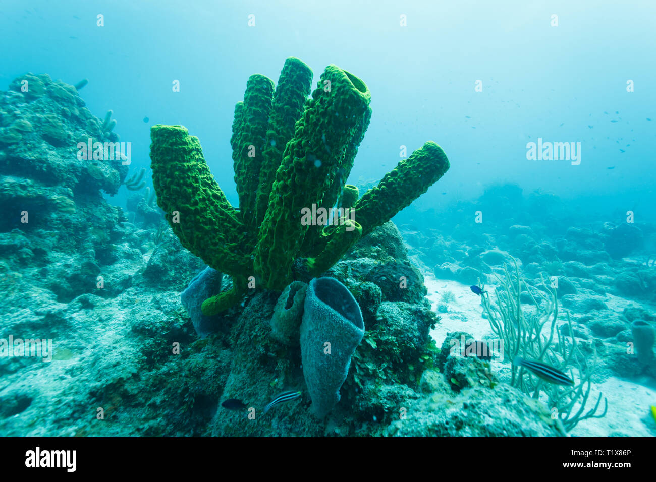 Closeup of tube sponge Aplysina fistularis, and azure vase sponge ...