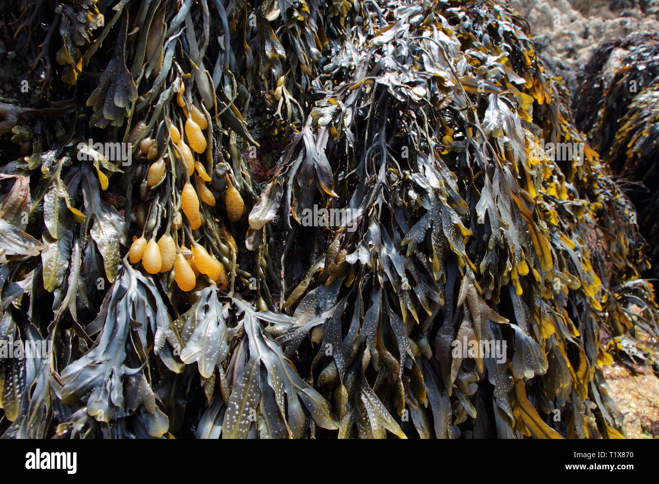 Bladderwrack hi-res stock photography and images - Alamy