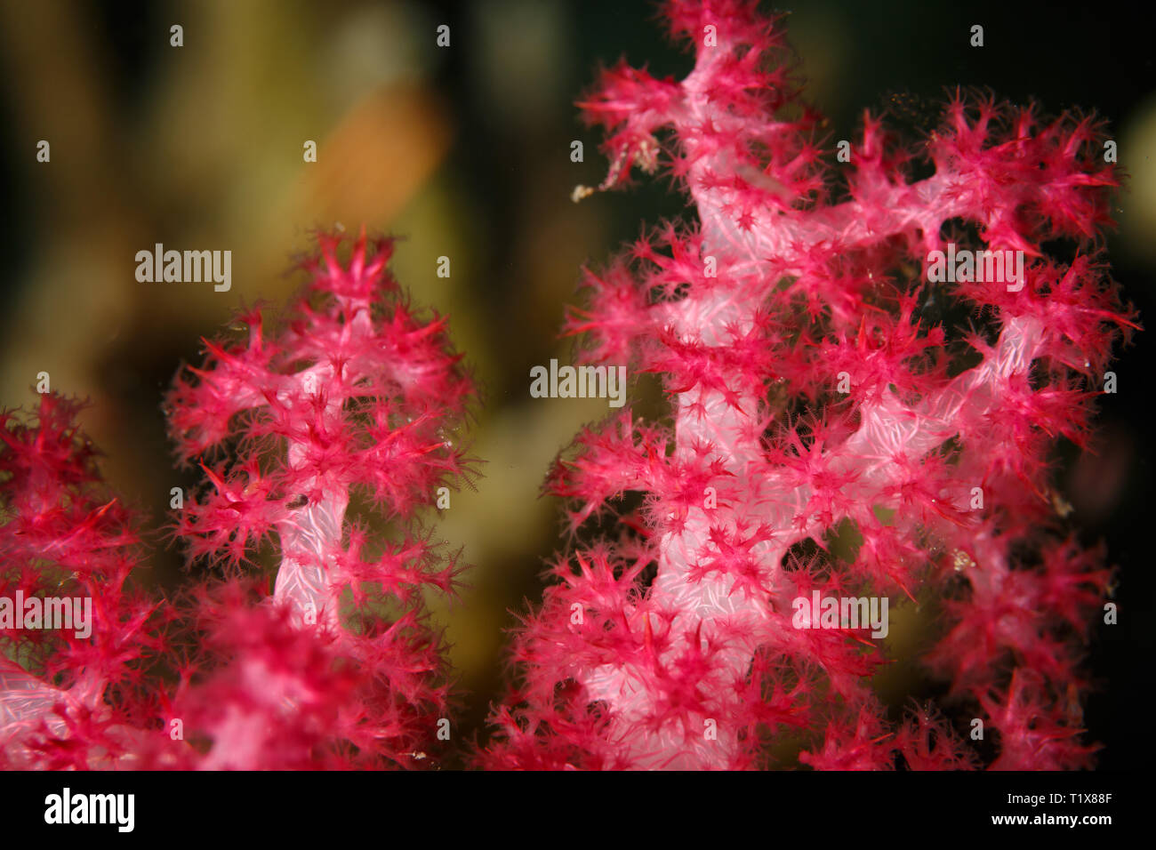 Closeup of red polyps and tentacles of soft coral Dendronephthya ...