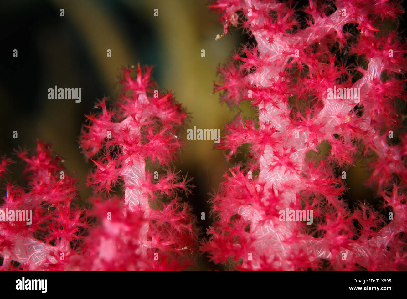 Dendronephthya hi-res stock photography and images - Alamy