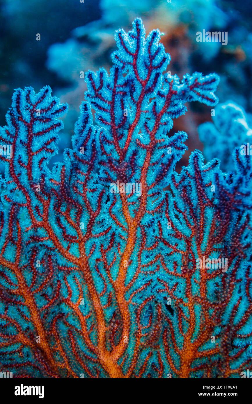 Red Branching Coral