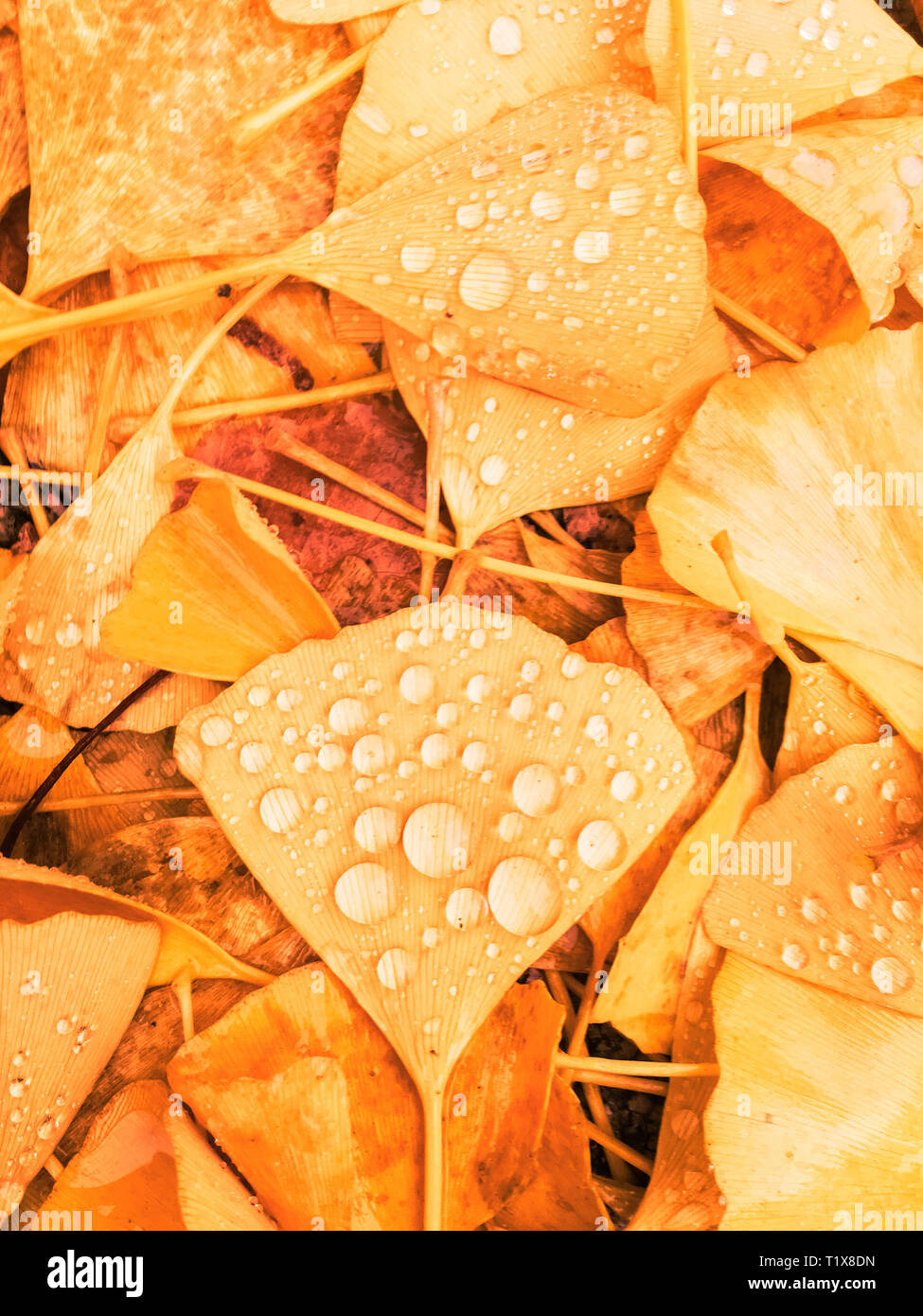 Fall season, weather and environment concept - Autumn leaves and trees ...