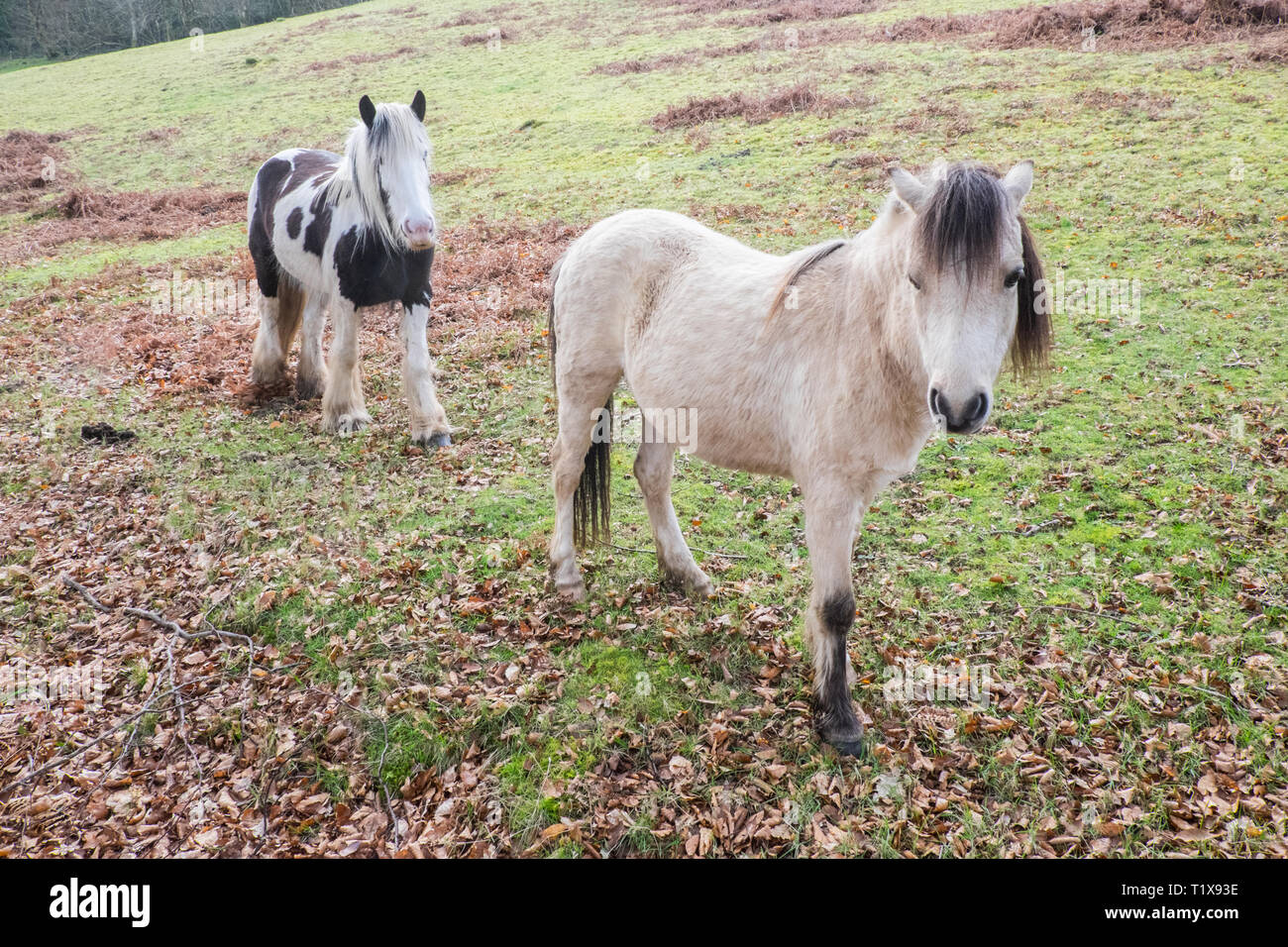 Two welsh pony horses hi-res stock photography and images - Alamy
