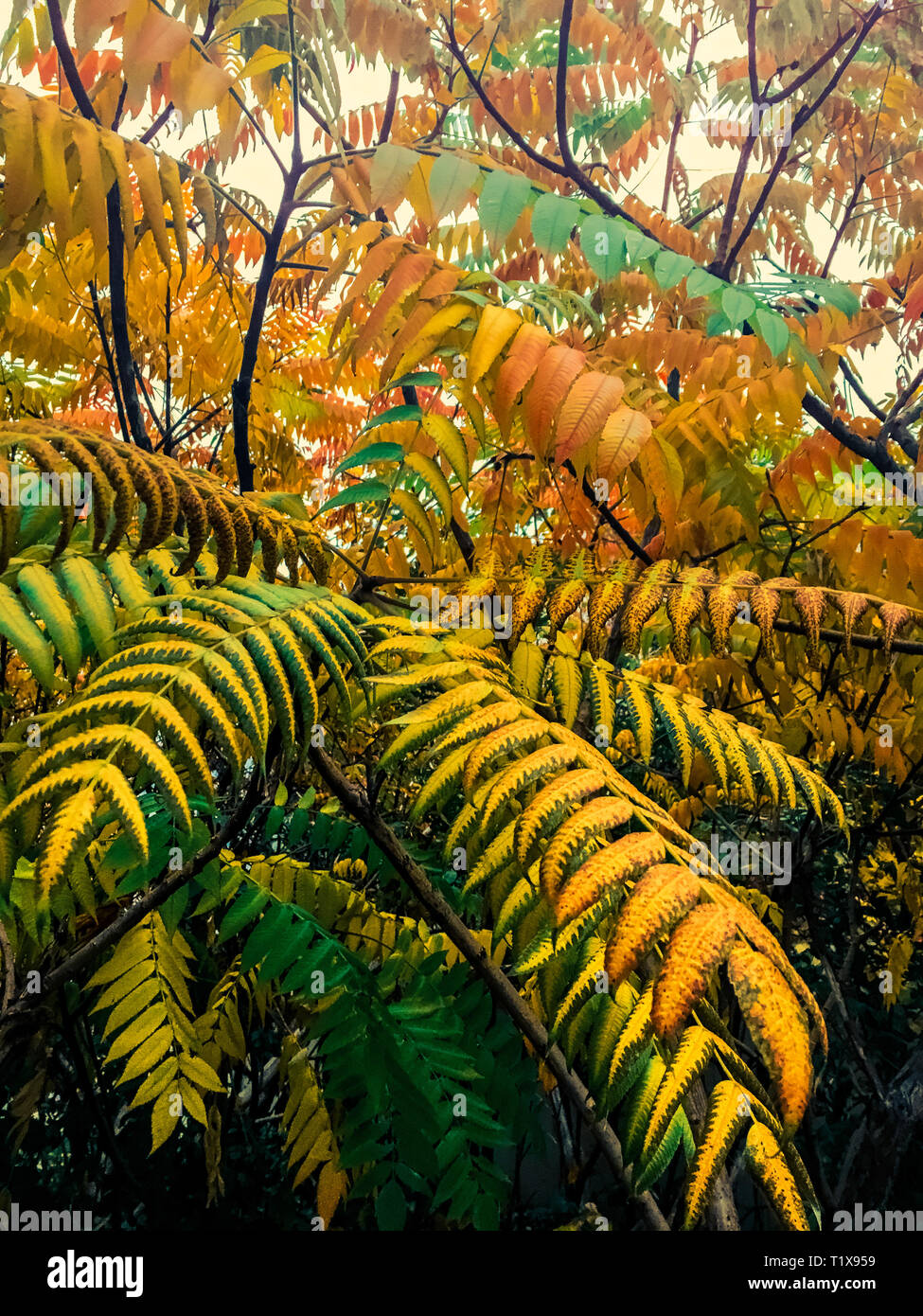 Fall season, weather and environment concept - Autumn leaves and trees ...