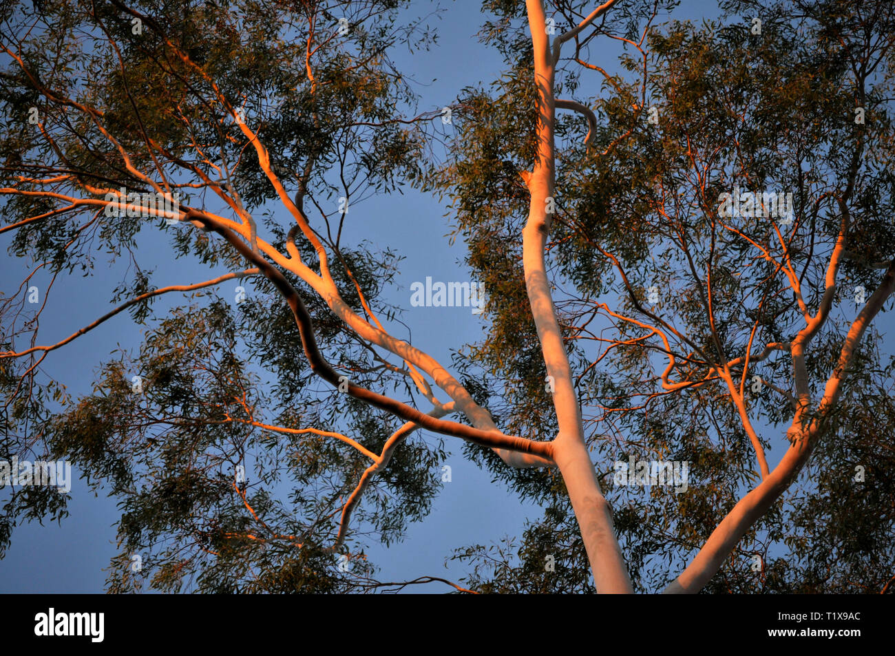 A view looking up at sunset reflecting of the white trunks of an ...