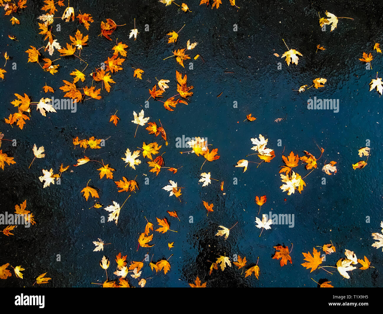 Fall season, weather and environment concept - Autumn leaves and trees ...