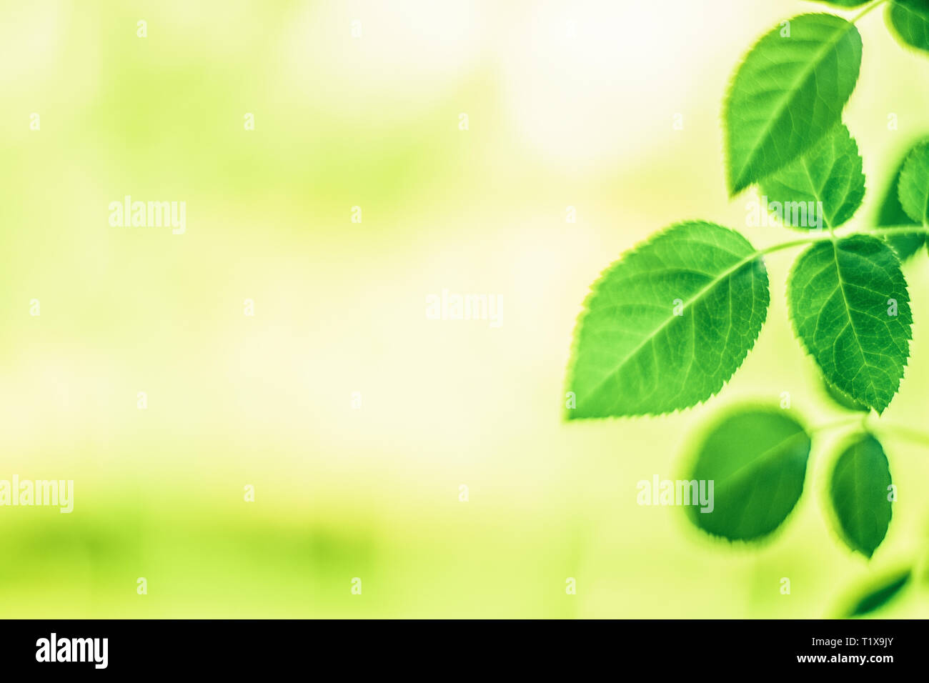 Fresh green leaves in spring - saving nature, healthy environment and ...