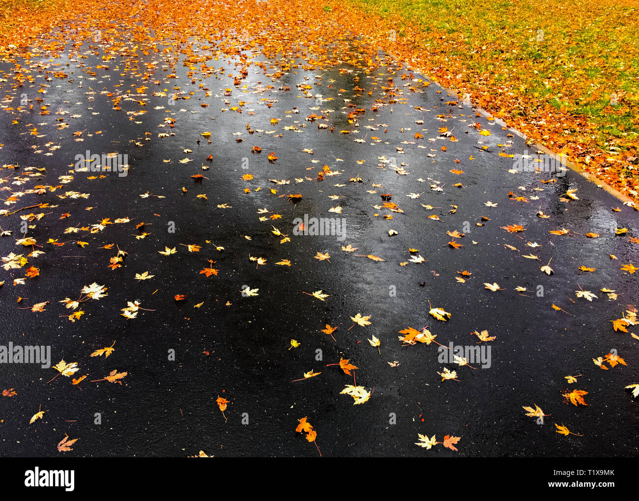 Fall season, weather and environment concept - Autumn leaves and trees ...