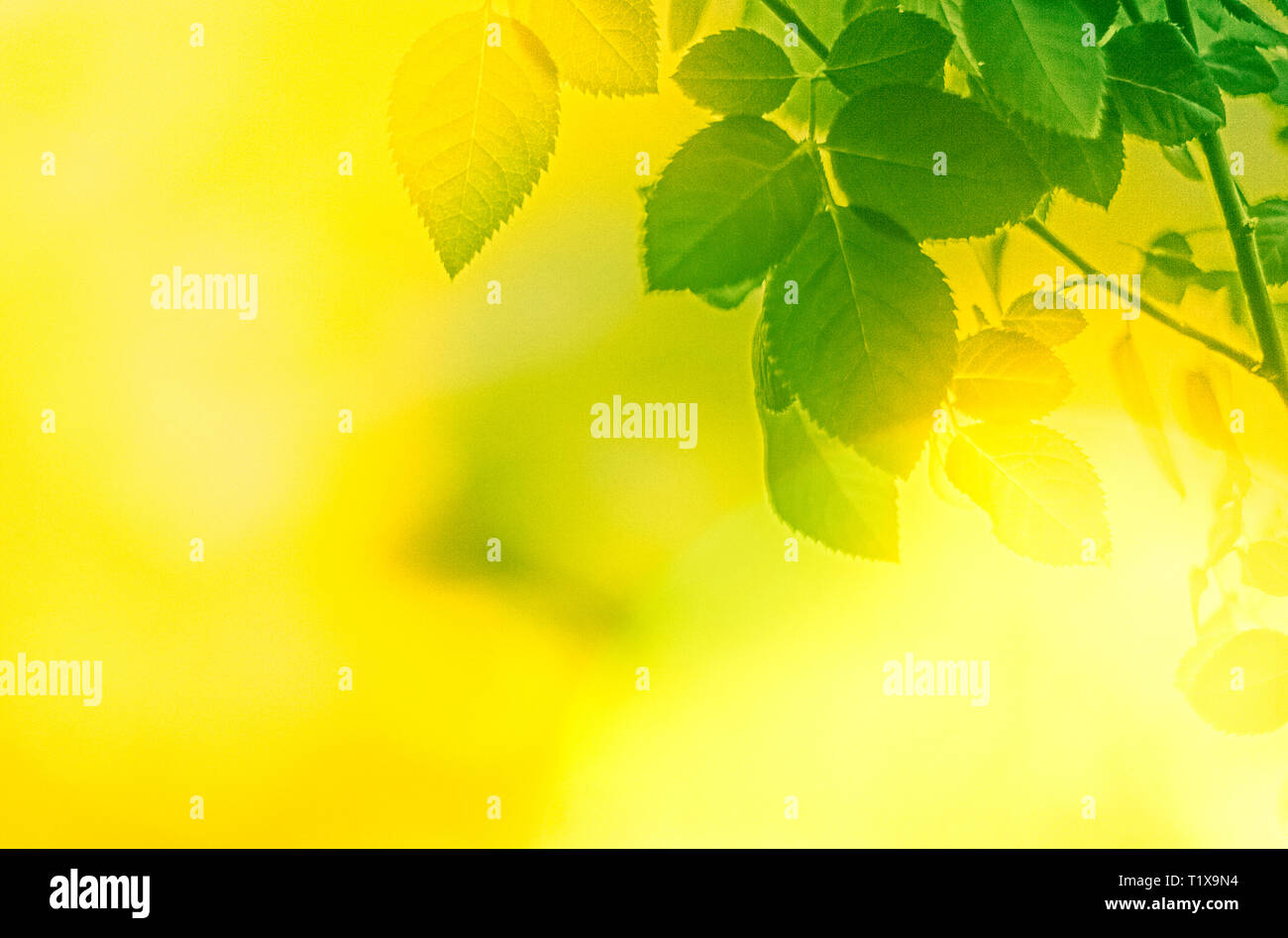 Fresh leaves and sunlight in spring - saving nature, healthy ...