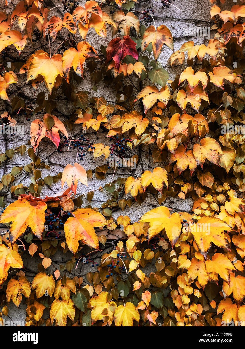 Fall season, weather and environment concept - Autumn leaves and trees ...