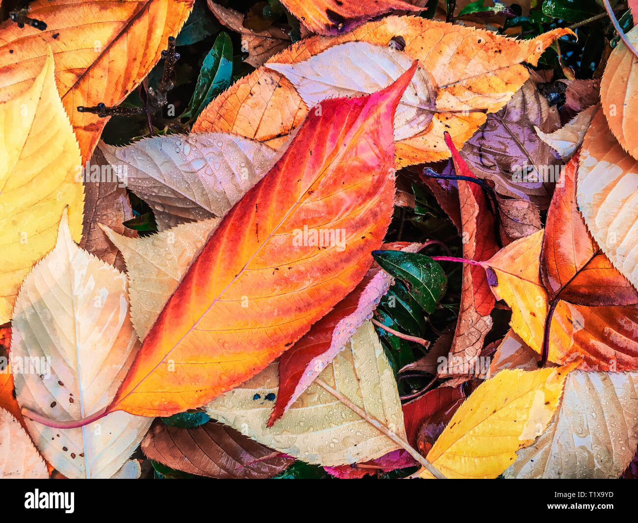 Fall season, weather and environment concept - Autumn leaves and trees ...