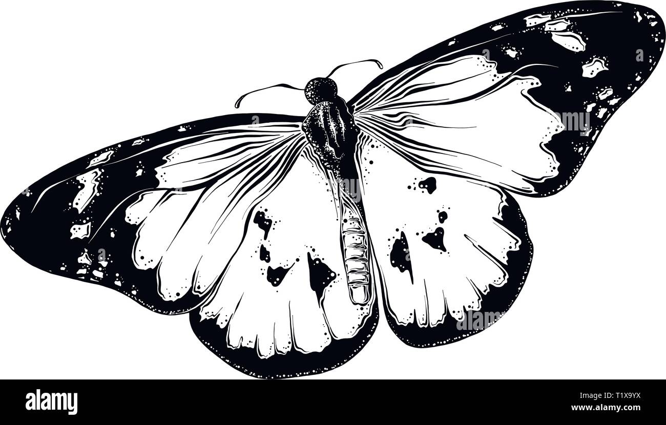 Hand drawn sketch of butterfly in black color. Isolated on white ...