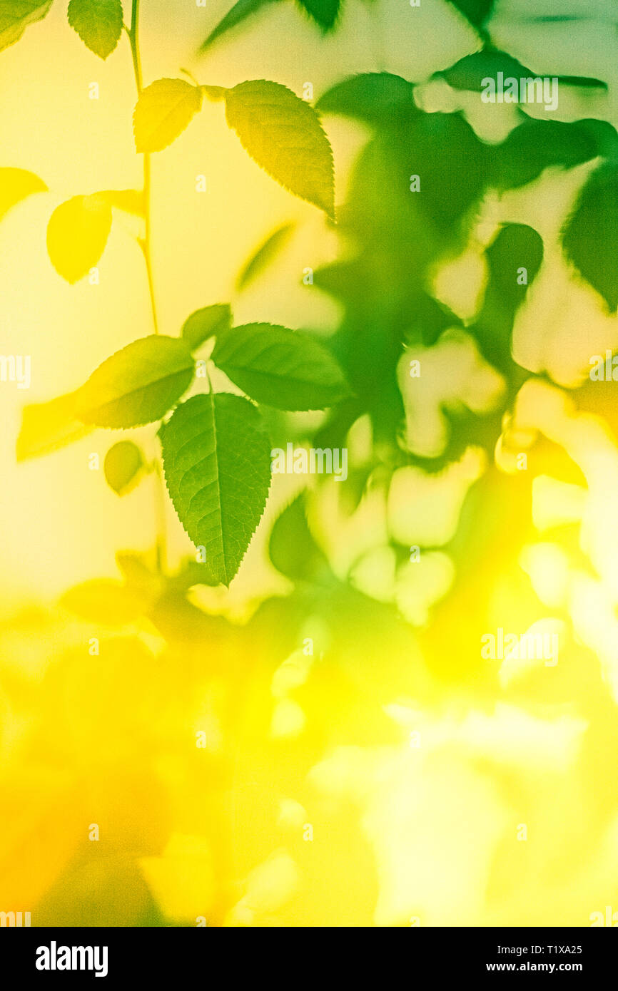 Fresh leaves and sunlight in spring - saving nature, healthy ...