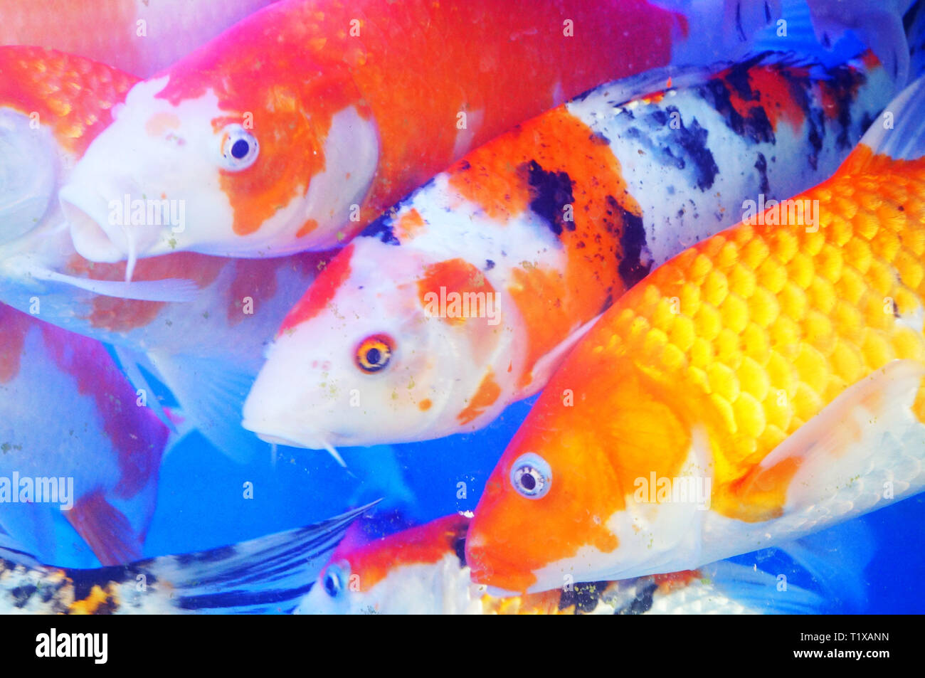 The ornamental fish in the aquarium is very beautiful Stock Photo - Alamy