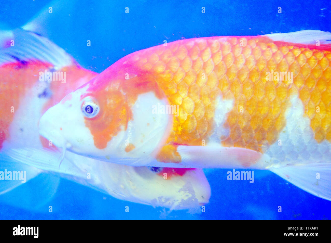 The ornamental fish in the aquarium is very beautiful Stock Photo - Alamy