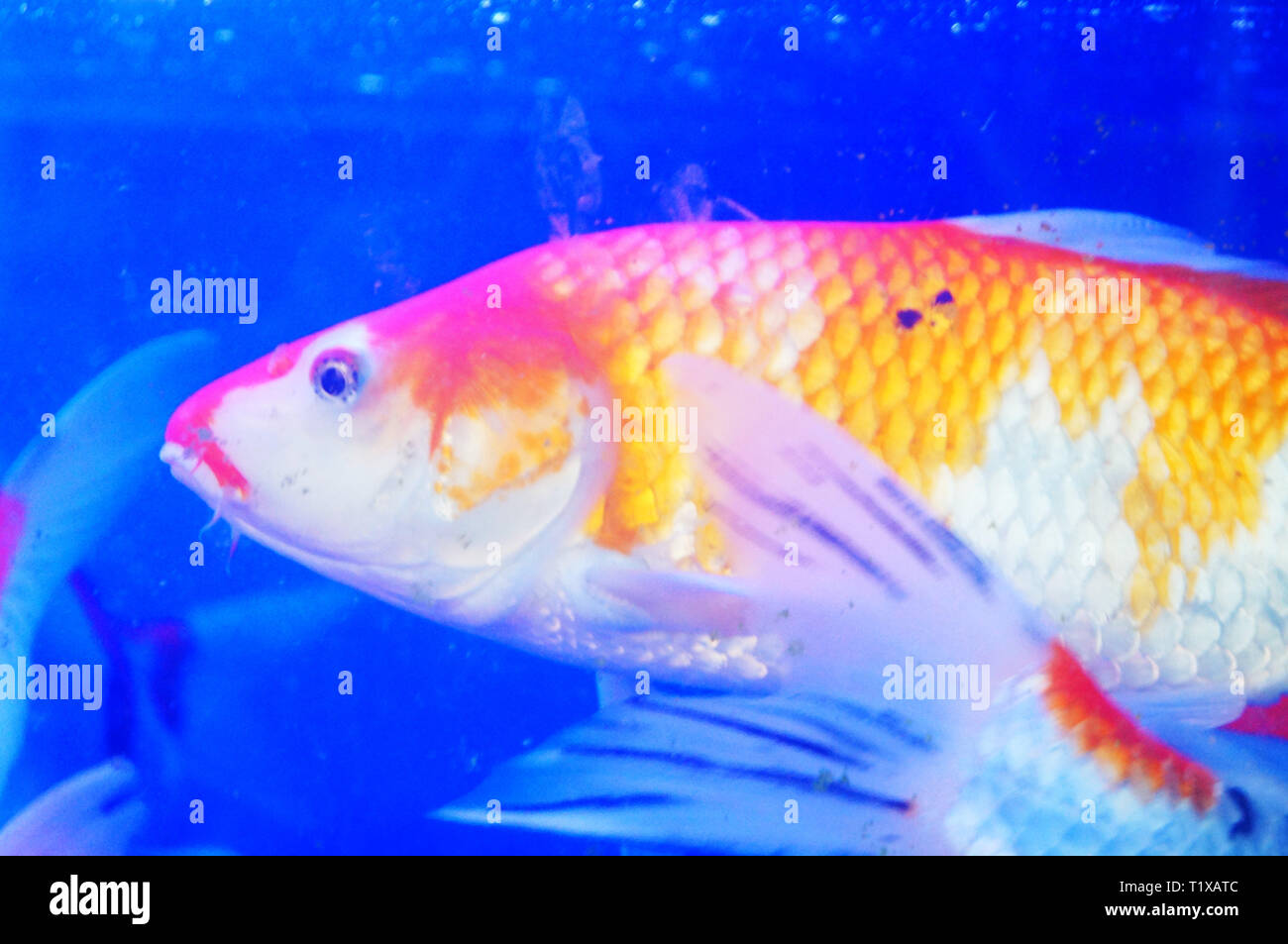 The ornamental fish in the aquarium is very beautiful Stock Photo - Alamy