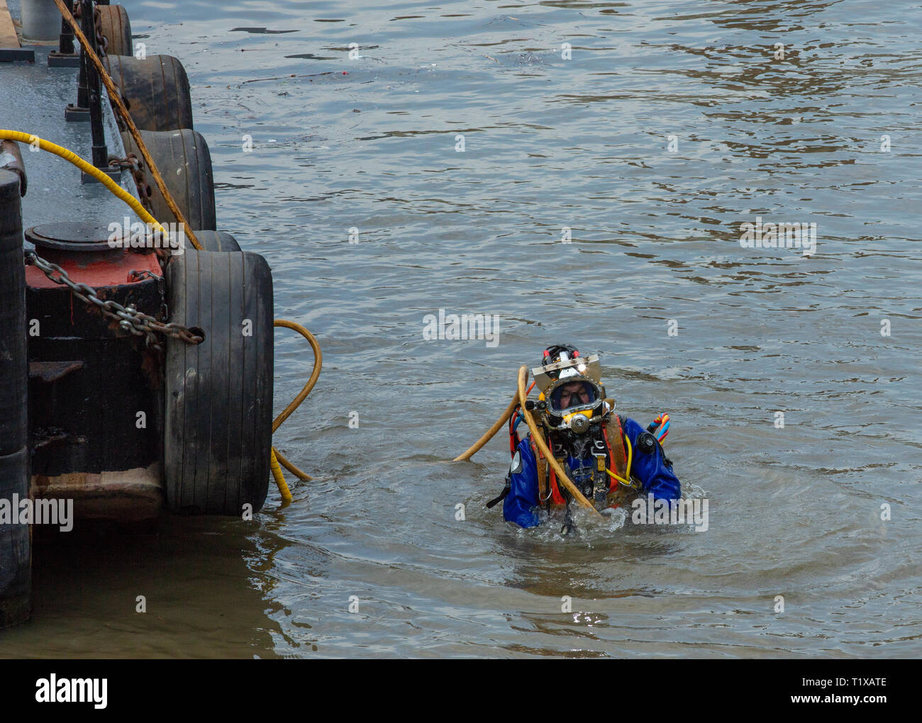 Diver emerges from the river Thames, London, UK, alongside the ...