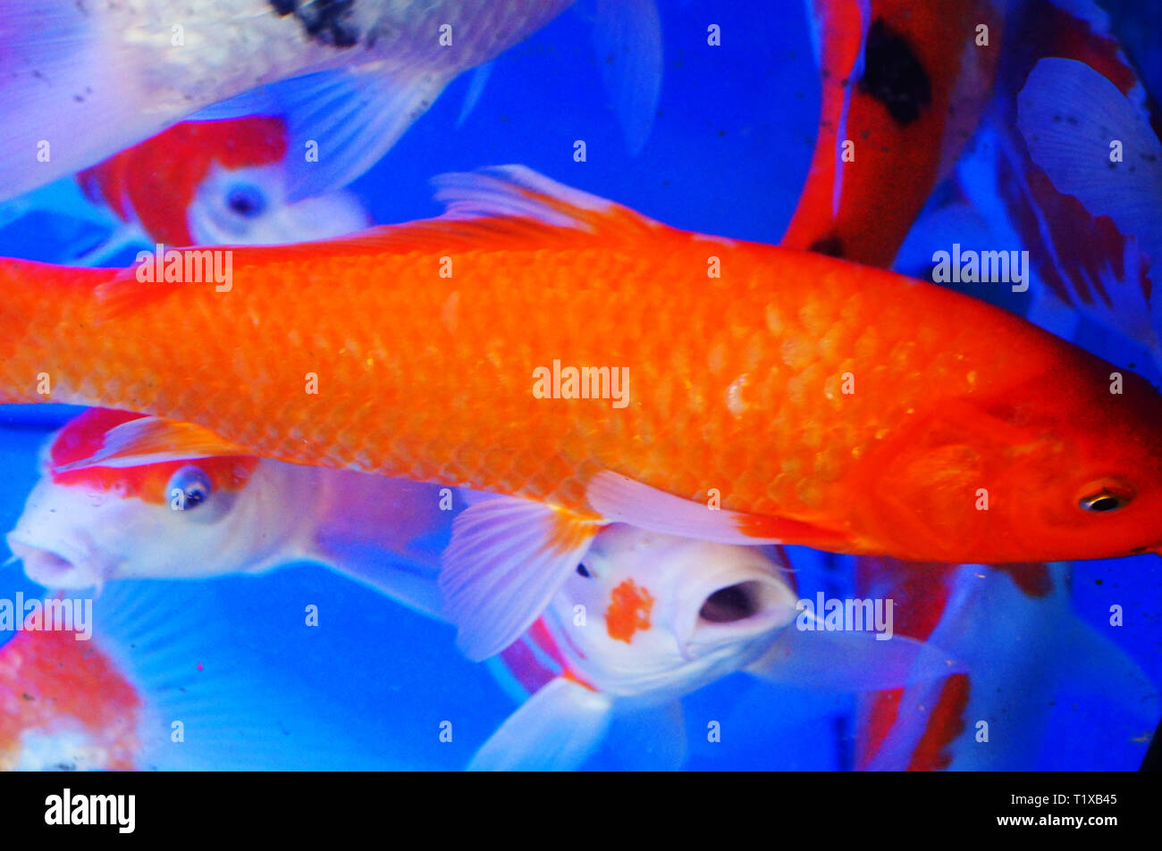 The ornamental fish in the aquarium is very beautiful Stock Photo - Alamy